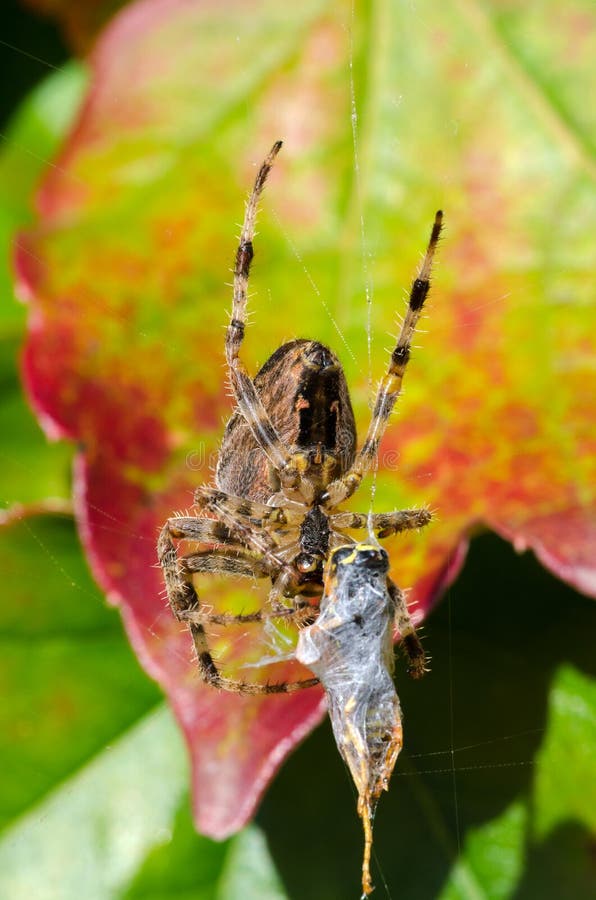 Spider while eating stock image. Image of hunter, shadow - 48741253