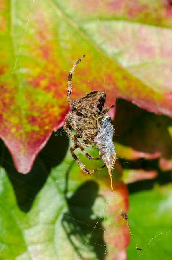 Spider while eating stock image. Image of prey, autumn - 48741975