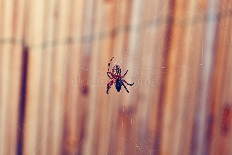 Spider eating a bug 2 stock image. Image of bite, color - 77042109