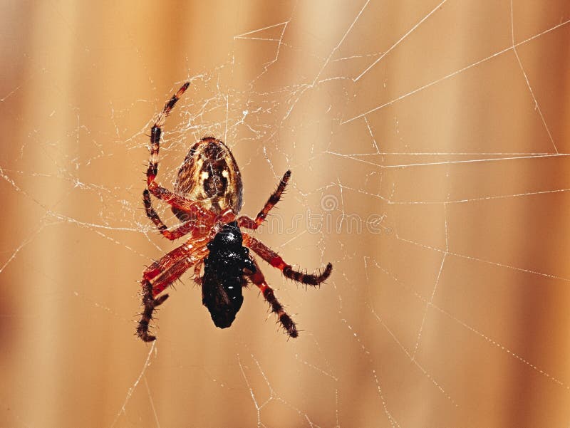 232 Spider Eating Bugs Stock Photos - Free & Royalty-Free Stock Photos ...