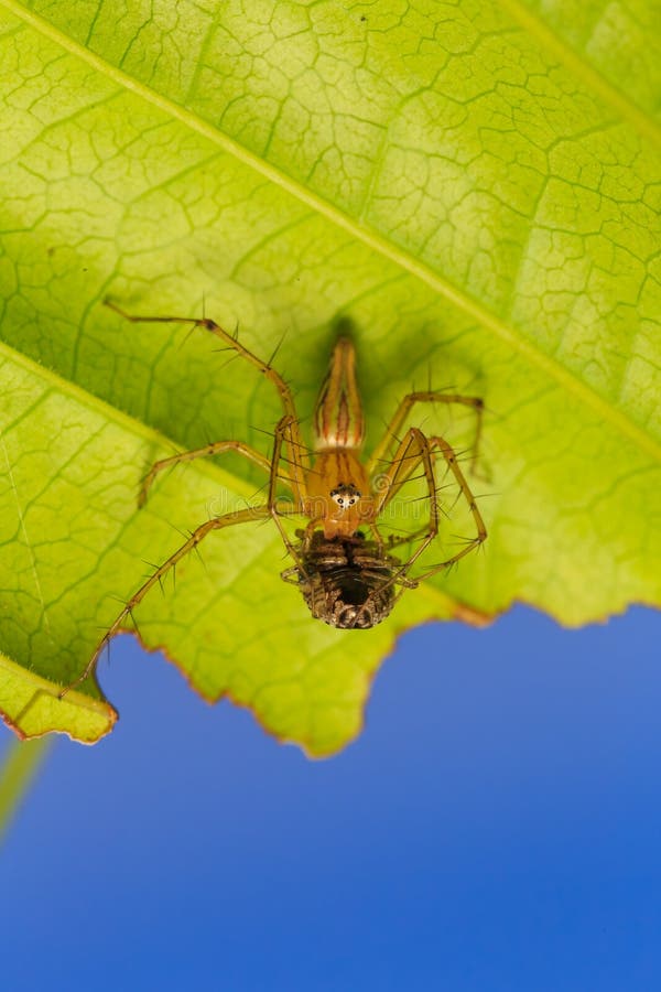 866 Spider Eating Bug Leaf Stock Photos - Free & Royalty-Free Stock ...
