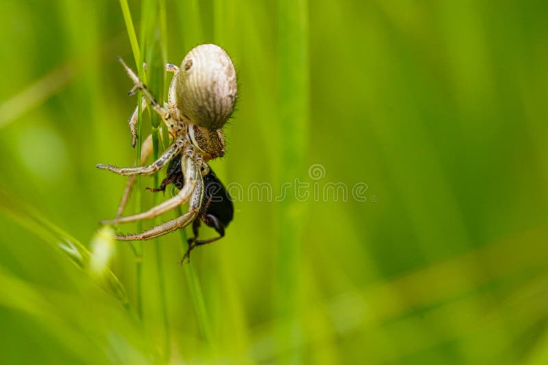 Spider eating a bug stock image. Image of zoology, arachnids - 278000073
