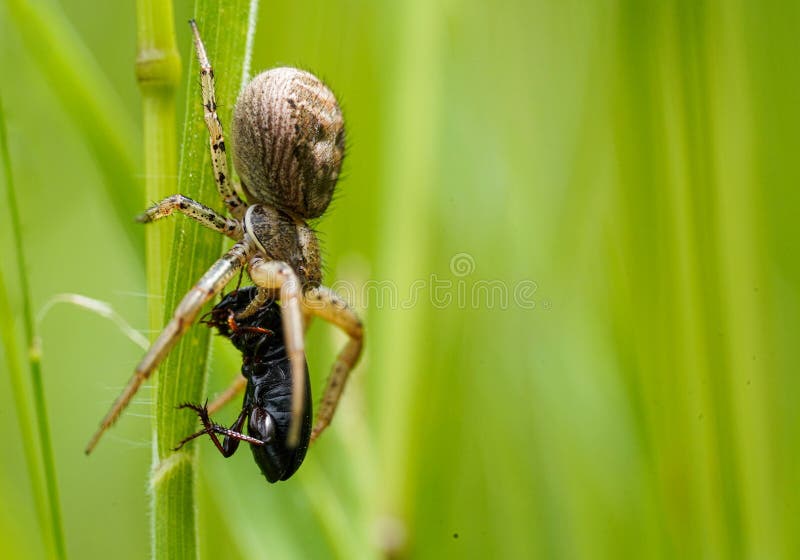 Spider eating a bug stock photo. Image of biology, beetle - 278000130
