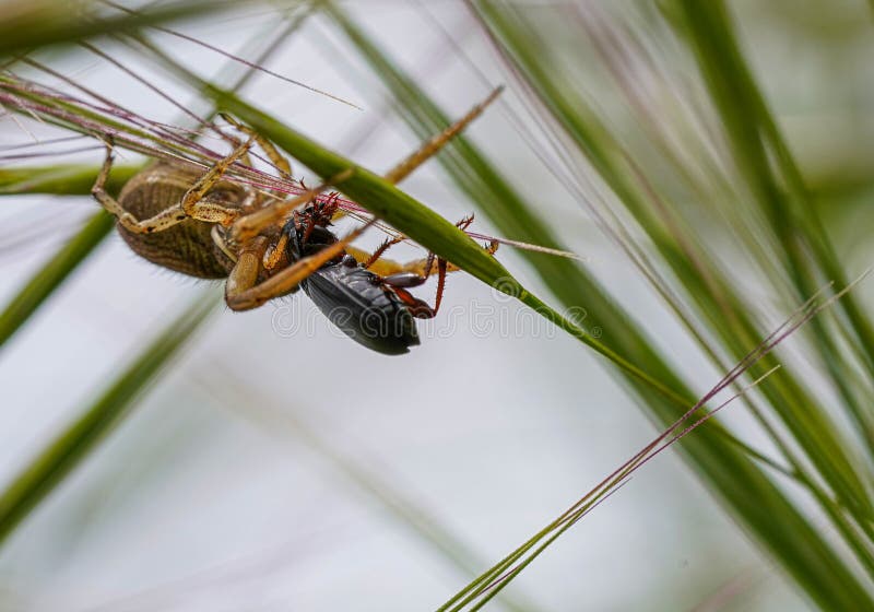 Spider eating a bug stock photo. Image of prey, dragonfly - 278000010