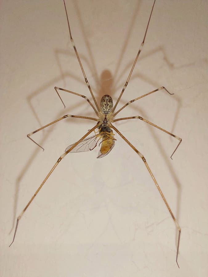 Spider Eating Bugs on the Wall in the House Stock Image - Image of ...