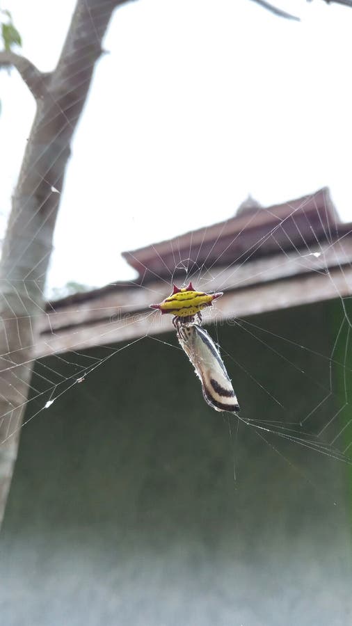 Spiders eat butterflies stock photo. Image of insect - 286506818