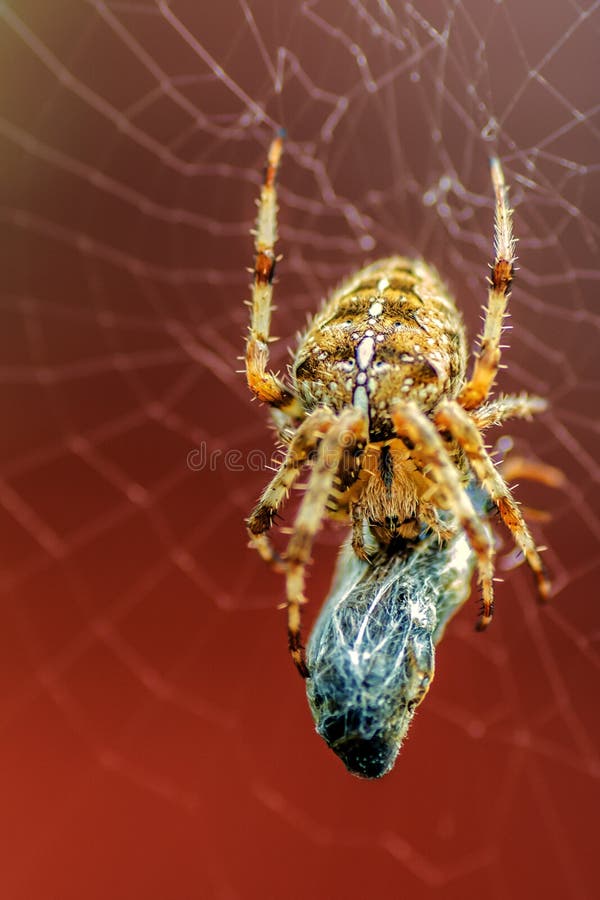 Spider Eating stock image. Image of cool, brown, fluffy - 33908123