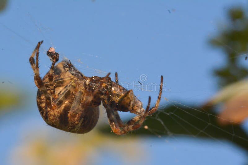 Spider Eating a Fly Caught in Web Stock Photo - Image of detail ...