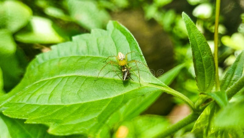 Spider eating flies stock image. Image of arthropod - 211931023