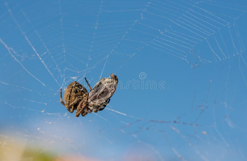 Spider eating his prey. stock image. Image of european - 42490951
