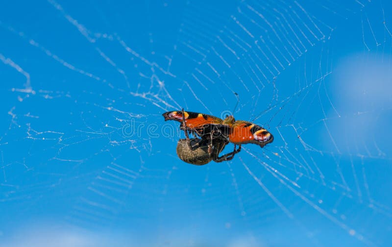 Spider eating his prey. stock photo. Image of arthropoda - 42490966