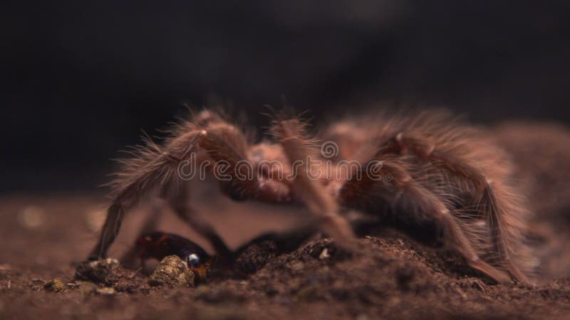 Spider Eating Its Prey 4k 30fps Video Stock Video - Video of spider ...