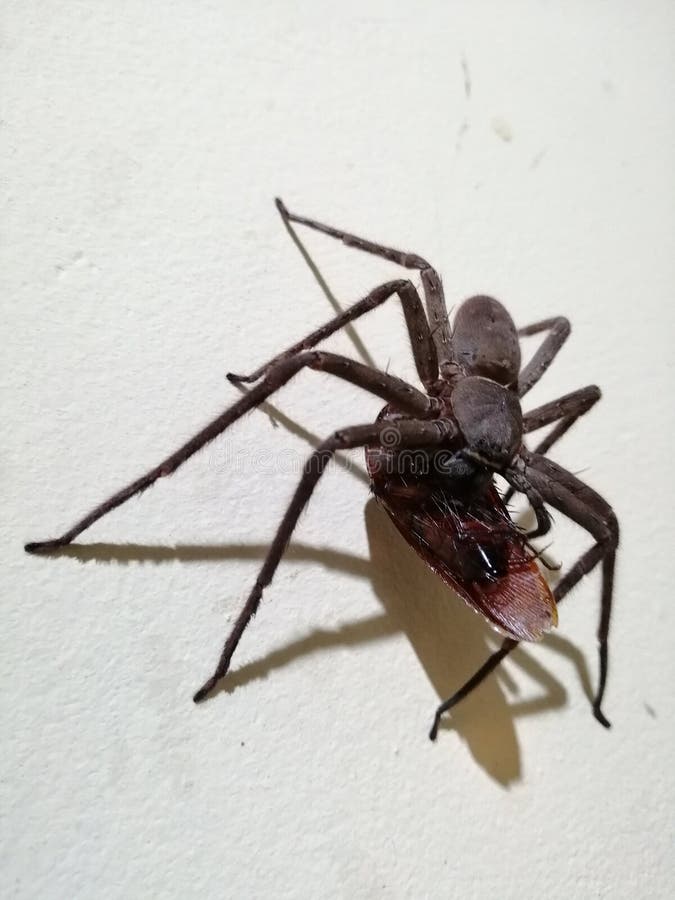 Spider eating insect stock image. Image of spider, eting - 185915215