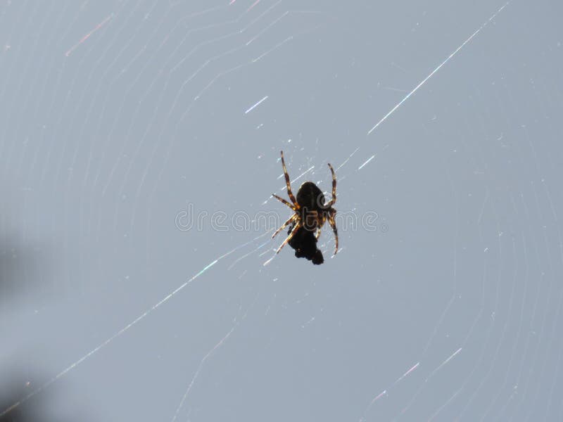Spider net under sun stock photo. Image of insect, funnel - 344425818