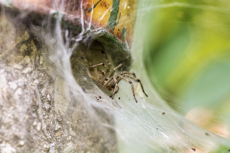 Spider eating a insect stock photo. Image of life, hole - 107938178