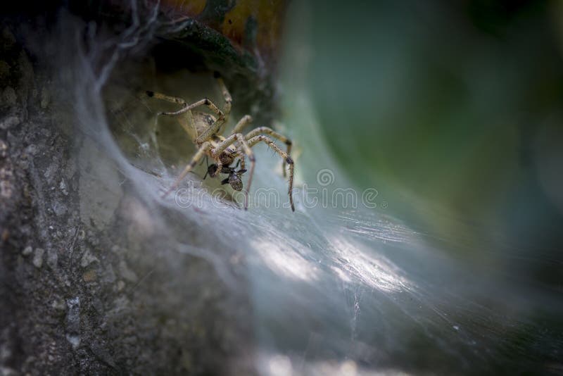 Spider eating a Insect stock photo. Image of design - 107938388