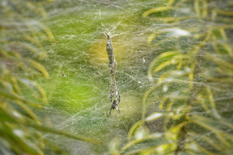 A Spider is Eating Its Prey in Its Web Stock Image - Image of ...
