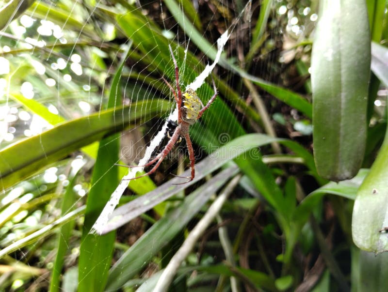 A Spider Eating Its Prey in the Nest. Stock Photo - Image of green ...
