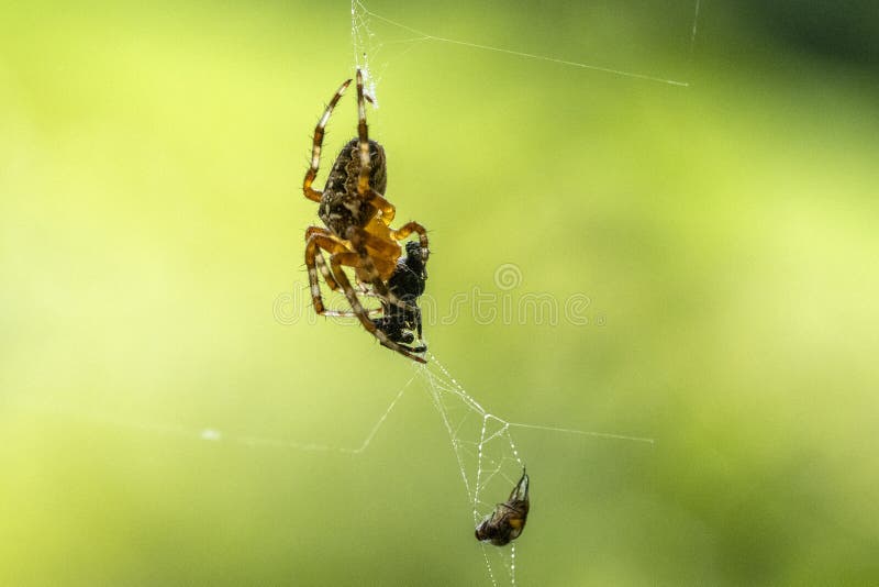Spider eating its prey stock image. Image of eating - 224971207