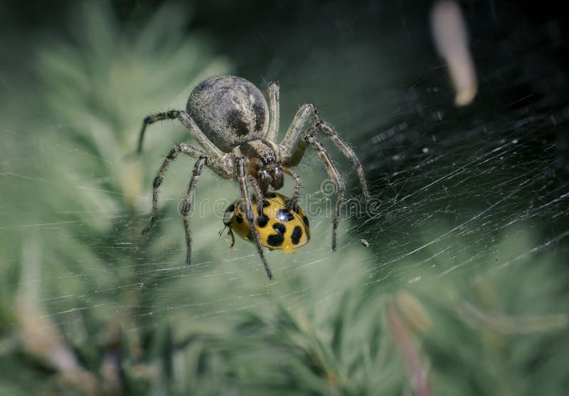 Spider Eating a Ladybug after it Got Caught in the Web Stock Image ...