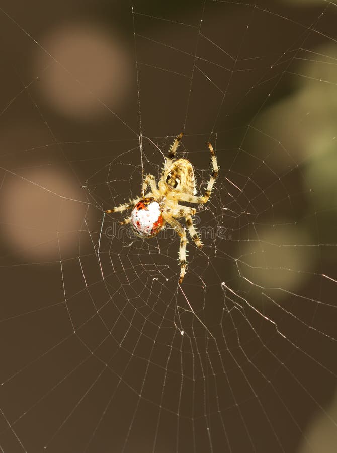 Spider eating a Ladybug stock image. Image of small, eats - 43083987