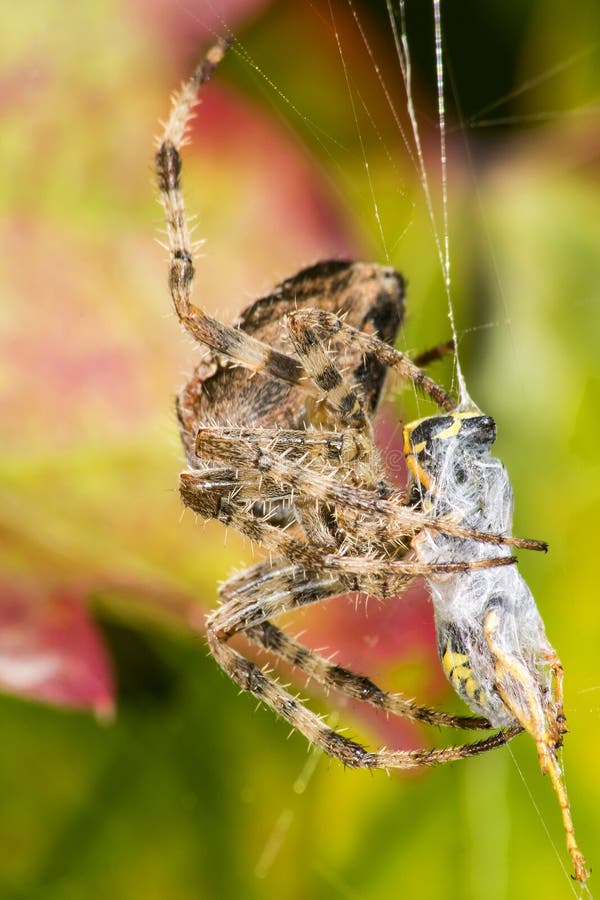 Spider eating a prey stock photo. Image of closeup, fauna - 47564674