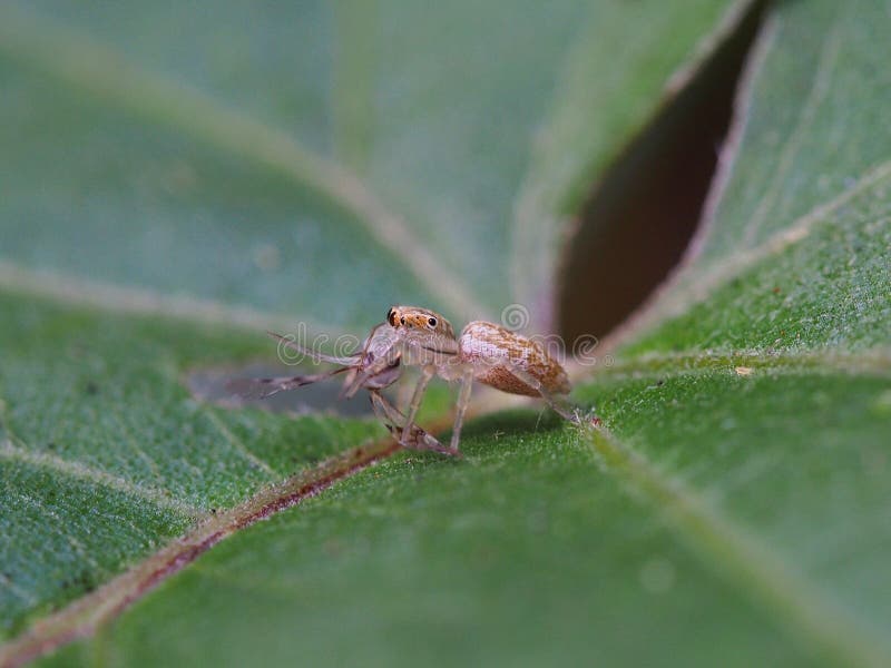 Spider eating prey stock image. Image of leaf, spider - 95832179