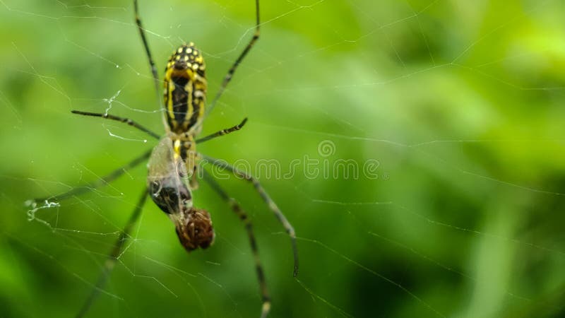 Spider Eating Prey on the Spider Web Stock Photo - Image of danger ...
