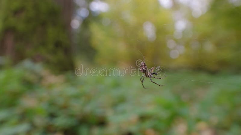 Spider Eating Prey in Web Swaying in Autumn Wind Stock Footage - Video ...