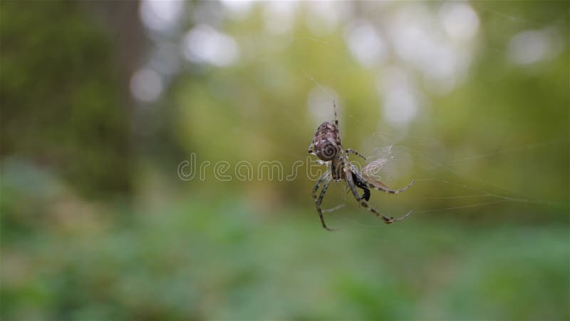 Spider Eating Prey in Web Swaying in Autumn Wind Stock Footage - Video ...