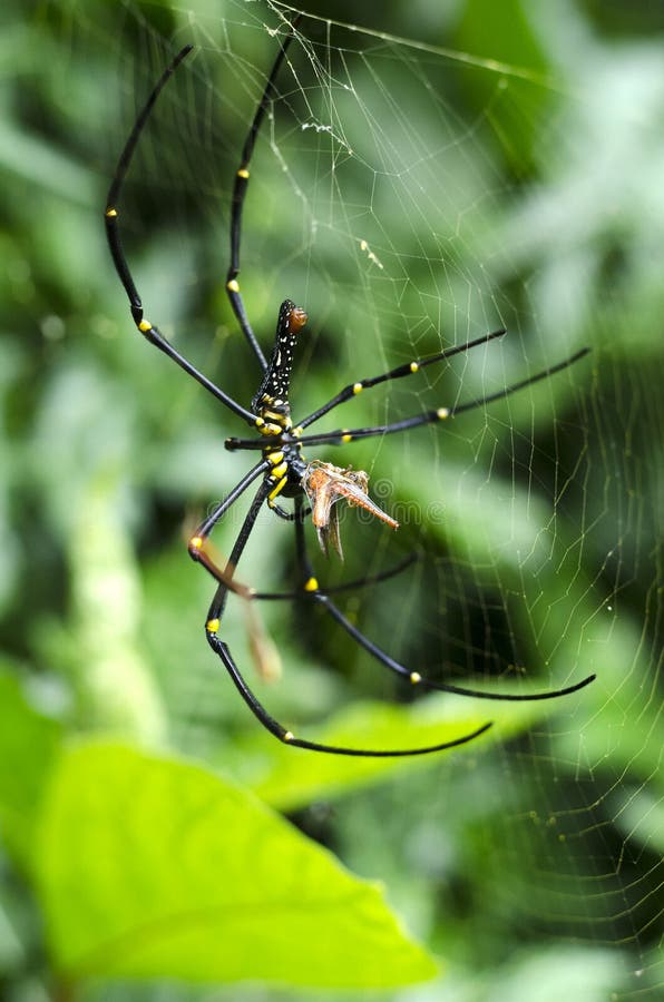 Spider eating prey stock image. Image of outdoor, midday - 86076605