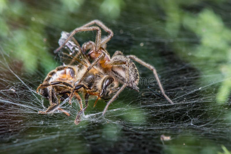 Spider eating wasp stock image. Image of poland, macro - 118735541