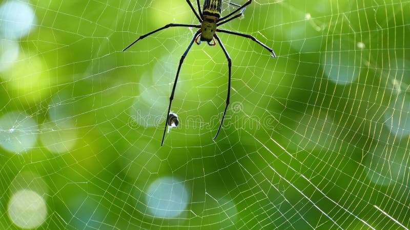 Spider Eating Its Prey 4k 30fps Video Stock Video - Video of spider ...