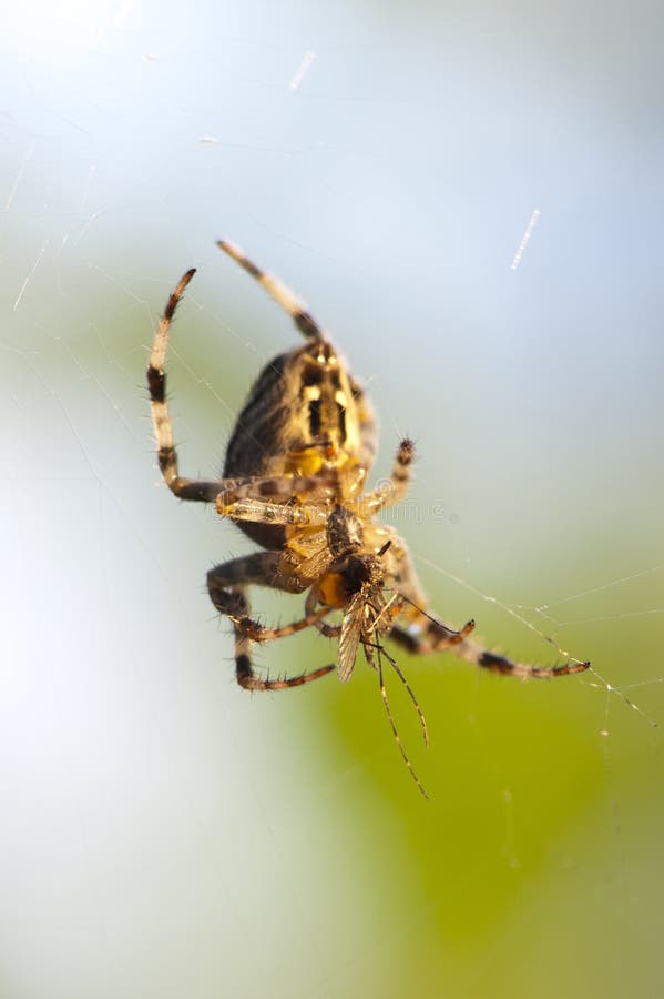 Spider eats mosquito stock photo. Image of predator, shaggy - 27362440