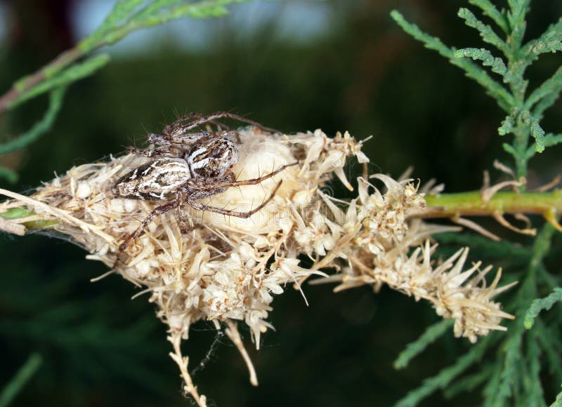 1,095 Spider Cocoon Photos - Free & Royalty-Free Stock Photos from ...