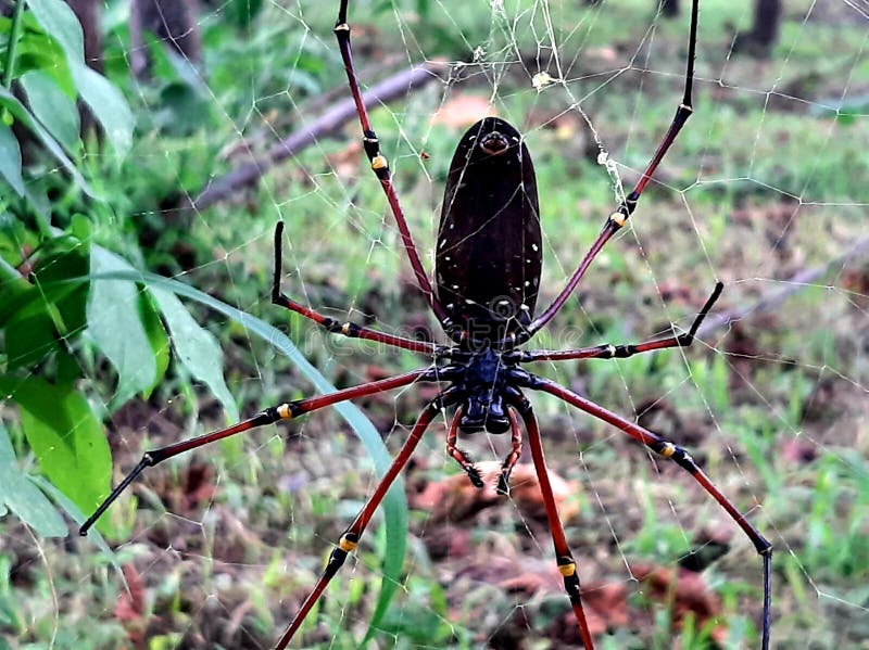 The Spider of an Eight -foot -wide Animal Makes a Net As Its Home Stock ...