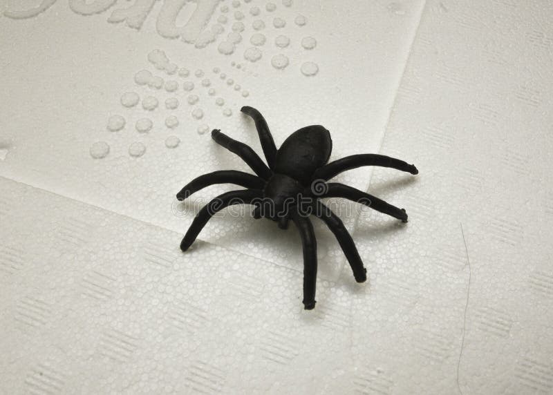 A spider with eight legs stock photo. Image of crawl - 202628808