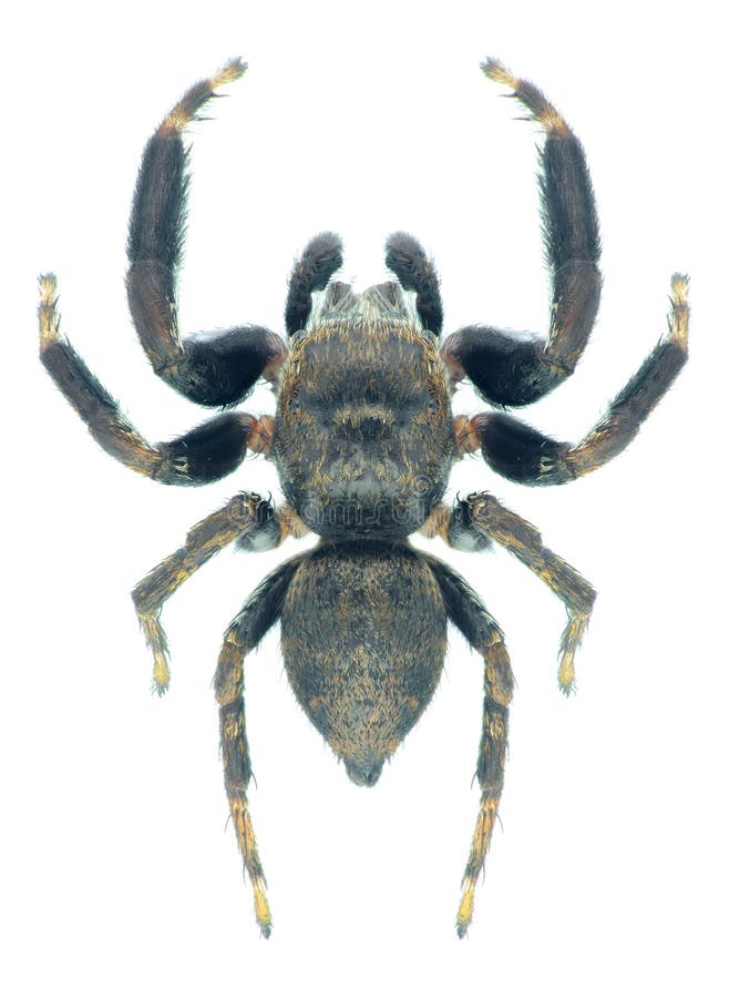 Evarcha Arcuata Jumping Spider in Nature. Jumping Spider in Wildlife ...