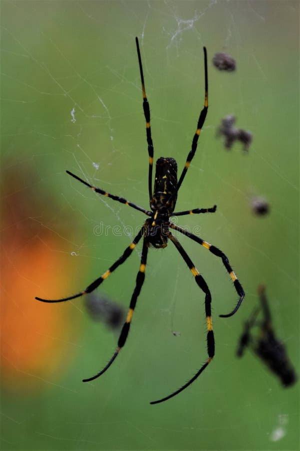 Spider stock image. Image of prevention, body, meat - 101067663