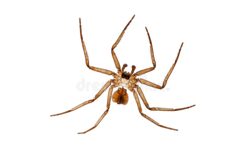 Spider Exuviae Stock Photos - Free & Royalty-Free Stock Photos from ...