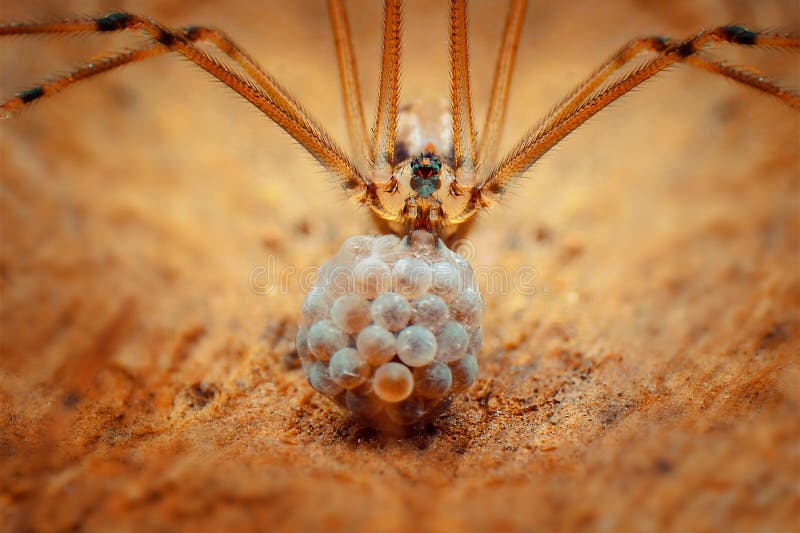 Spider Extreme Close Up Macro Photography Stock Image - Image of ...