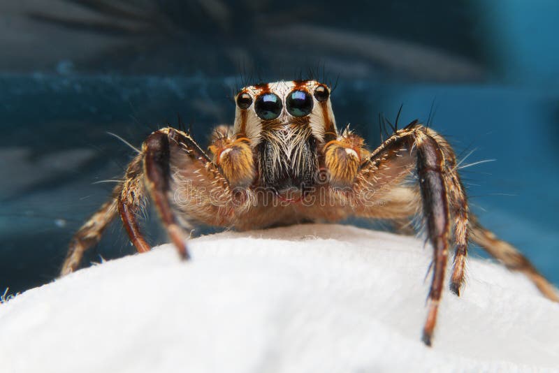 Spider Eye stock photo. Image of animals, small, wildlife - 61465276