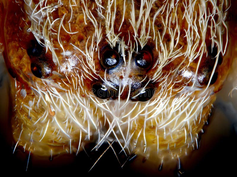 Spider stock photo. Image of poisonous, garden, zoology - 33969590