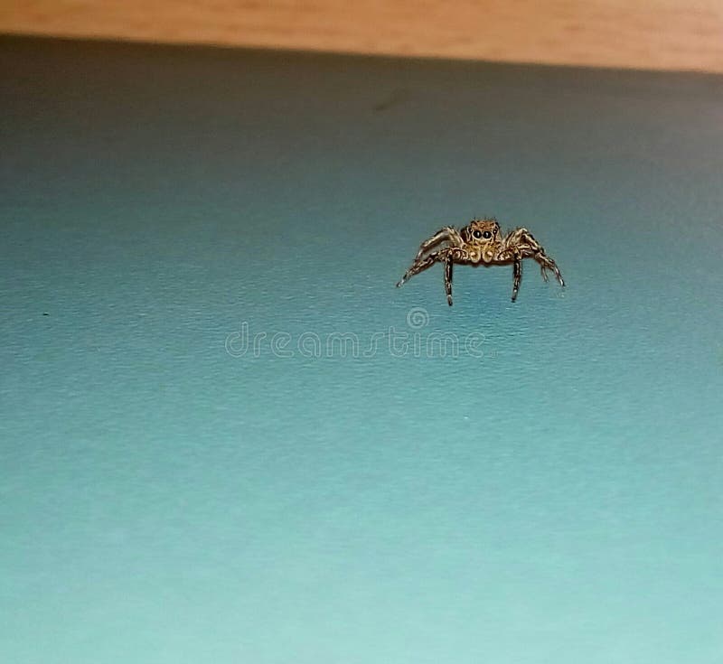 Spider stock photo. Image of target, spider, eyes, looking - 153097252