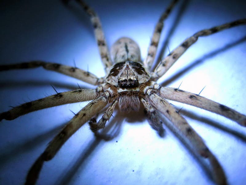 Spider face stock photo. Image of dangerous, creepy, arachnophobia ...