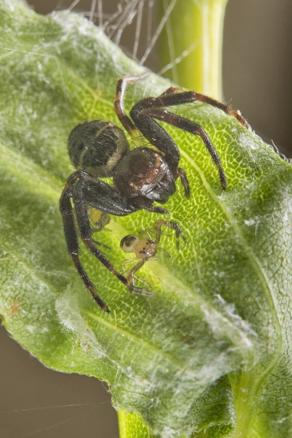 Spider Family on a leaf stock photo. Image of amazon - 32804932