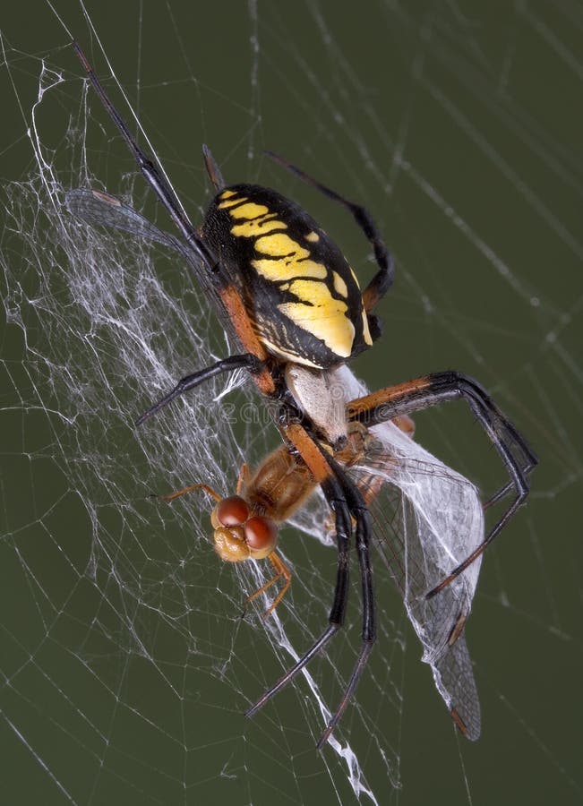 Spider with Fangs in Dragonfly Stock Image - Image of invertebrate ...