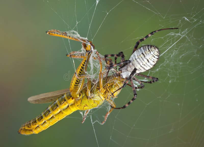 Spider with Fangs in Hopper S Head Stock Photo - Image of banded ...
