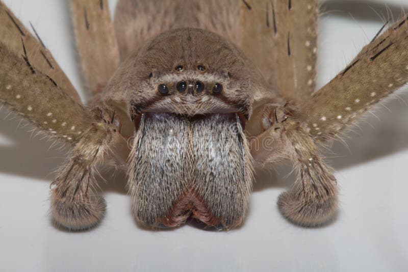 Spider fangs stock photo. Image of australia, insect - 62244794