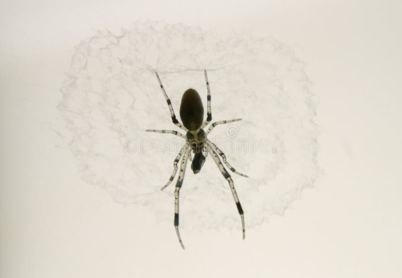 Spider Feeding stock photo. Image of insect, feeding - 58190184